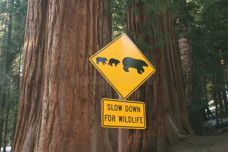 Road sign for bears stock image. Image of notice, care - 5367507