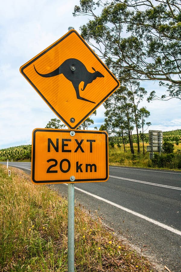 Kangaroos Ahead stock image. Image of warning, roadsign - 3519841