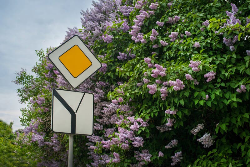 Road Sign, Main Road, Changing Direction and Beautiful Blooming Lilac ...