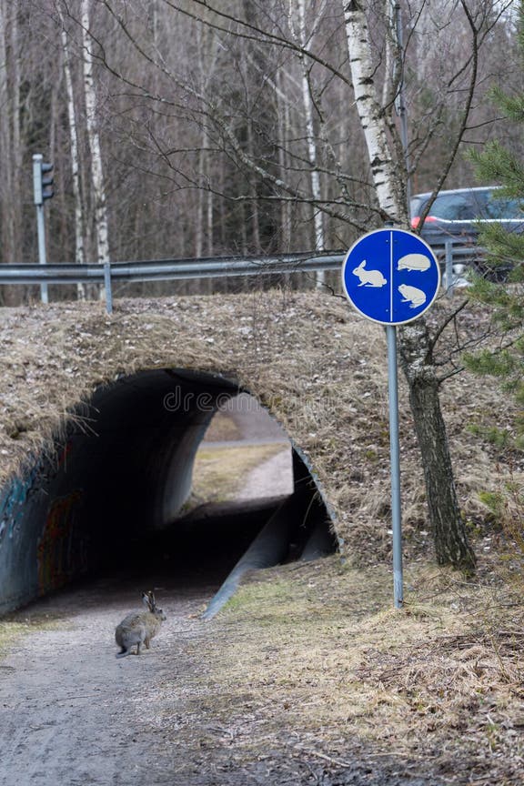 Road Sign with Rabbit, Frog and Hedgehog Stock Image - Image of hare ...