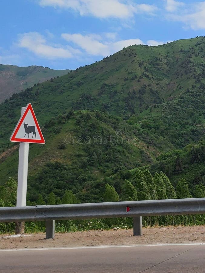 Road Sign Warning about Cattle Near Green Mountains Stock Image - Image ...