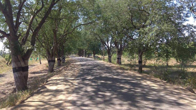 The Road Site Tamarind Tree Stock Photo - Image of trail, road: 191210062