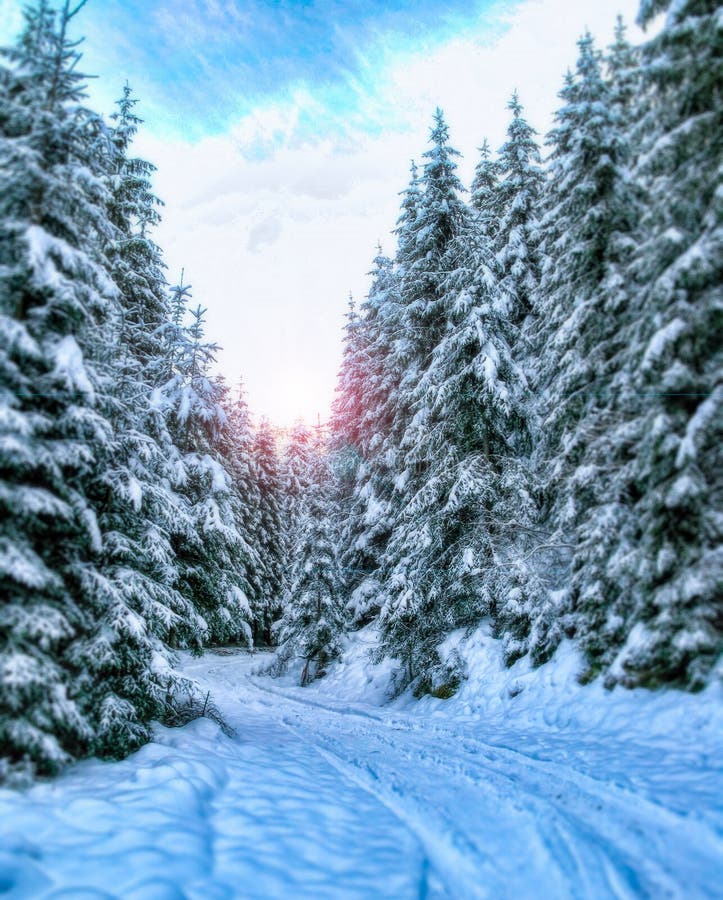 Snow Covered Pine Trees Under Cloudy Sky Picture. Image: 113295097