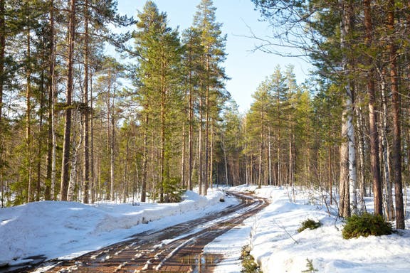 Road with Snow in a Forrest Stock Photo - Image of lapland, outdoors ...