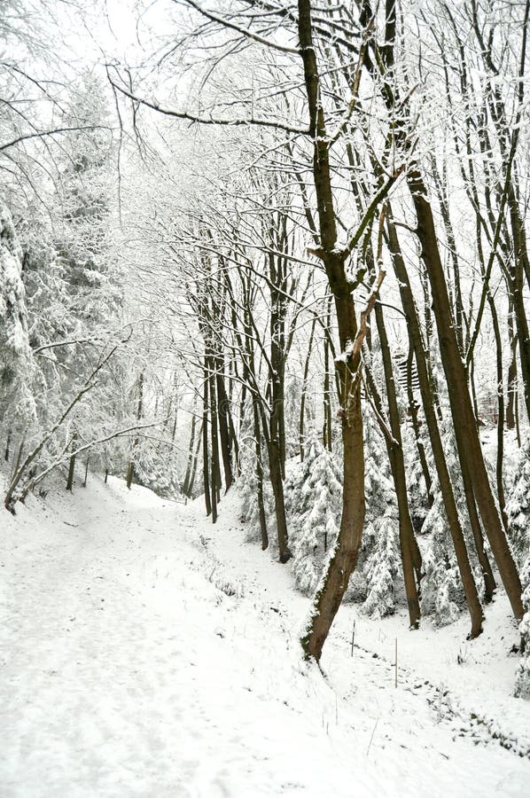 Snowbound winter earthroad stock photo. Image of white - 18500102