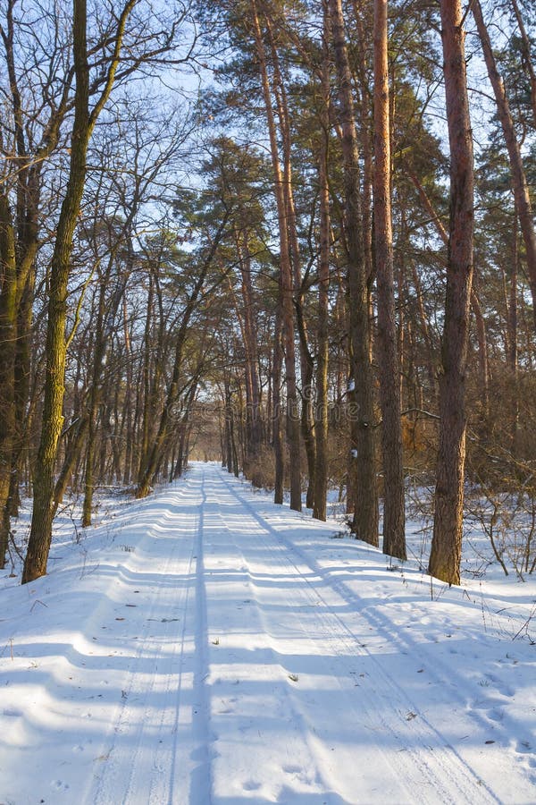 Road through Snowbound Forest Stock Photo - Image of scene, winter ...