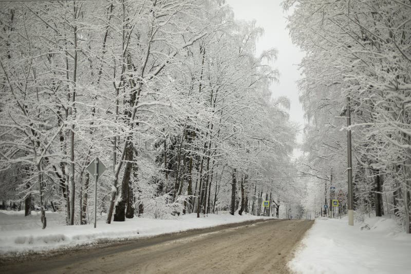 Road is Snowy in Winter. Big Trees on Highway Stock Image - Image of ...