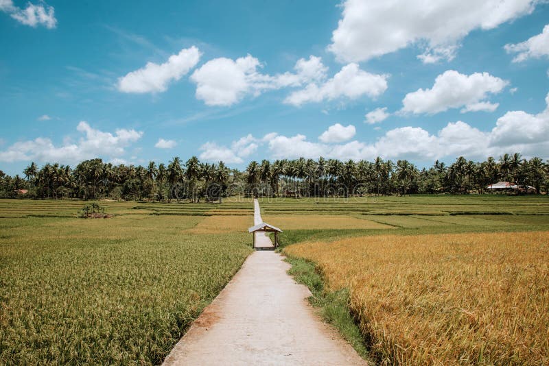 208 Philippines Farm Road Stock Photos - Free & Royalty-Free Stock ...