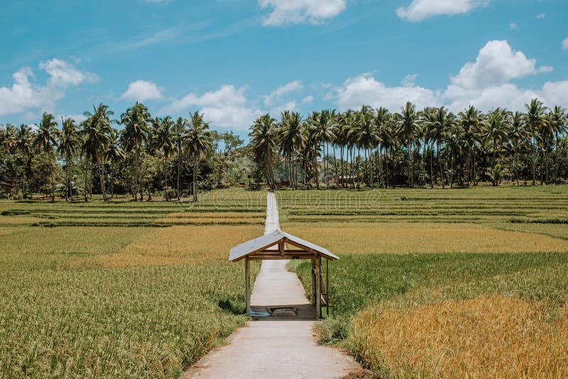 210 Philippines Farm Road Stock Photos - Free & Royalty-Free Stock ...