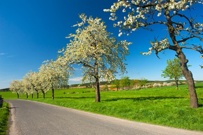 Road in the Spring stock photo. Image of apple, meadow - 25086234