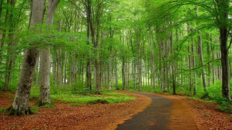 Road through a Spring Beech Forest Stock Photo - Image of landscape ...