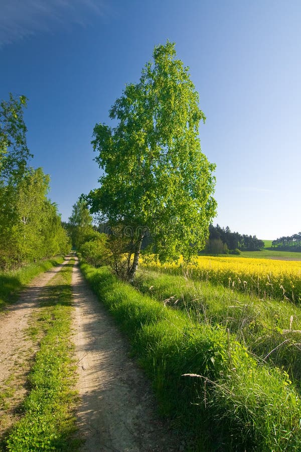 Road through the Spring Countryside Stock Image - Image of spring ...