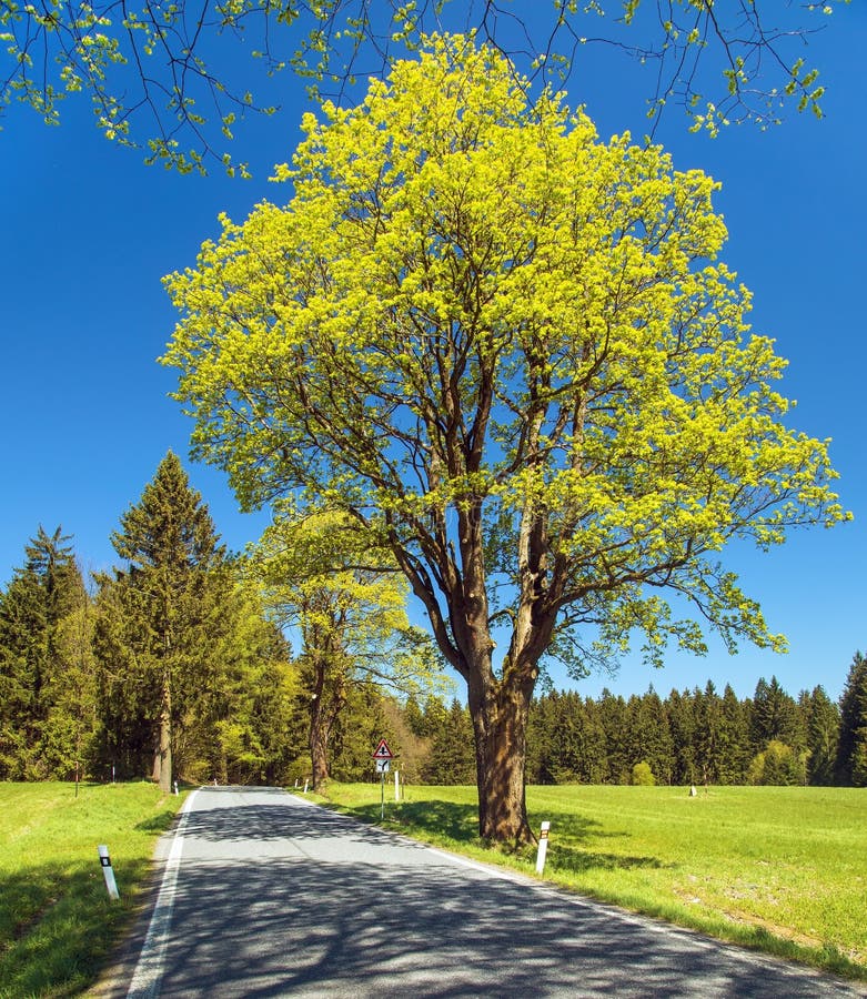 Road and Spring Flowering Maples, Gren Maple Trees Stock Image - Image ...