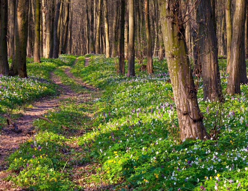 Path in forest stock photo. Image of green, branch, beautiful - 2493904