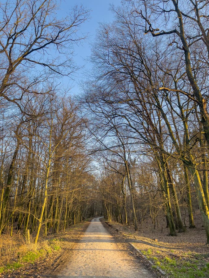 Road through spring forest stock photo. Image of branch - 238099822