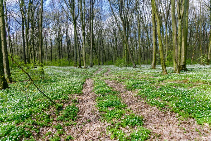 Road in a Spring Forest with Beautiful White Flowers. Stock Image ...
