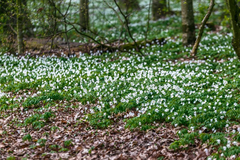 Road in a Spring Forest with Beautiful White Flowers. Stock Photo ...