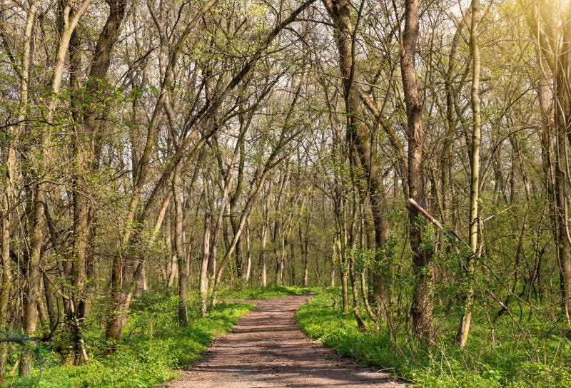 Road in the spring forest stock image. Image of road - 71964761