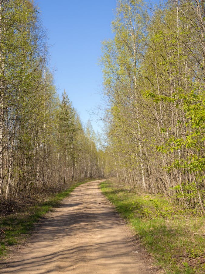 Road in spring forest stock image. Image of tranquil - 190462883
