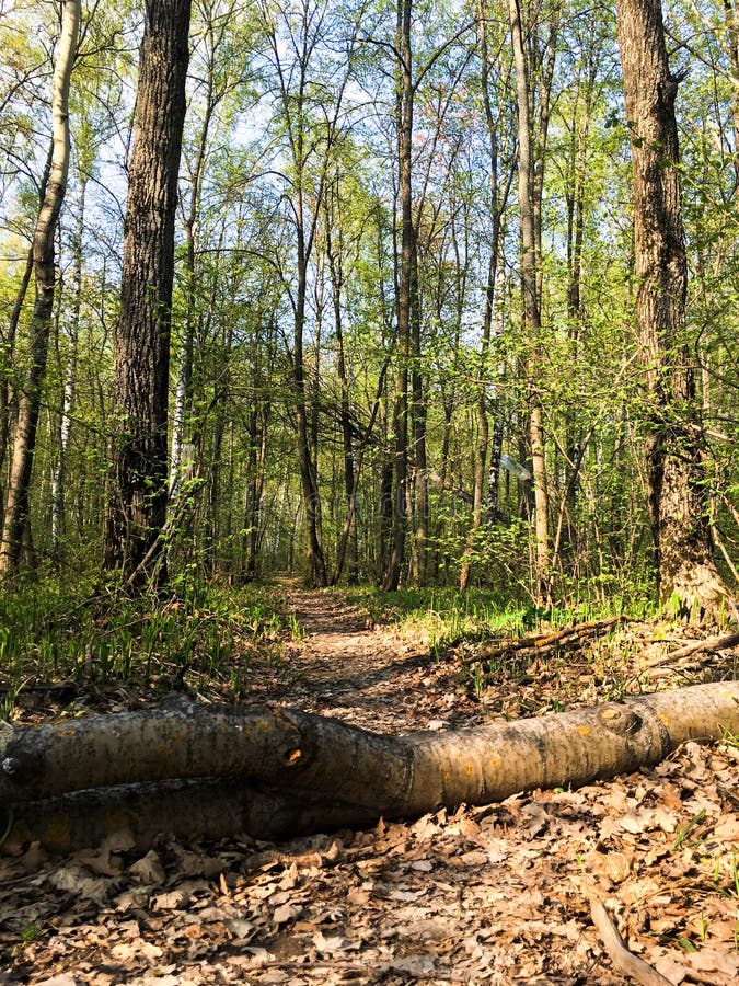 Road in a Spring Forest with a Light Green Leafy Leaf Stock Image ...