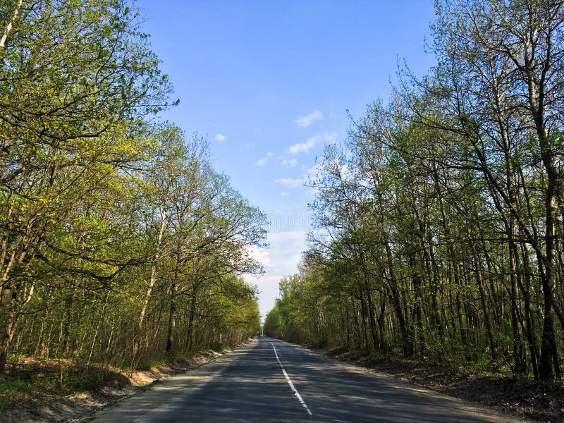 Road in a Spring Forest with a Light Green Leafy Leaf Stock Photo ...