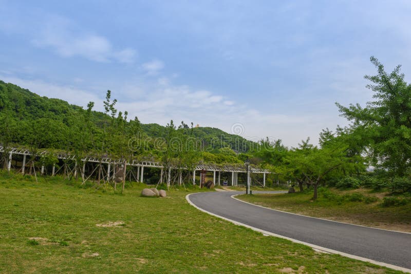 Road and spring stock image. Image of forestall, forest - 93075983