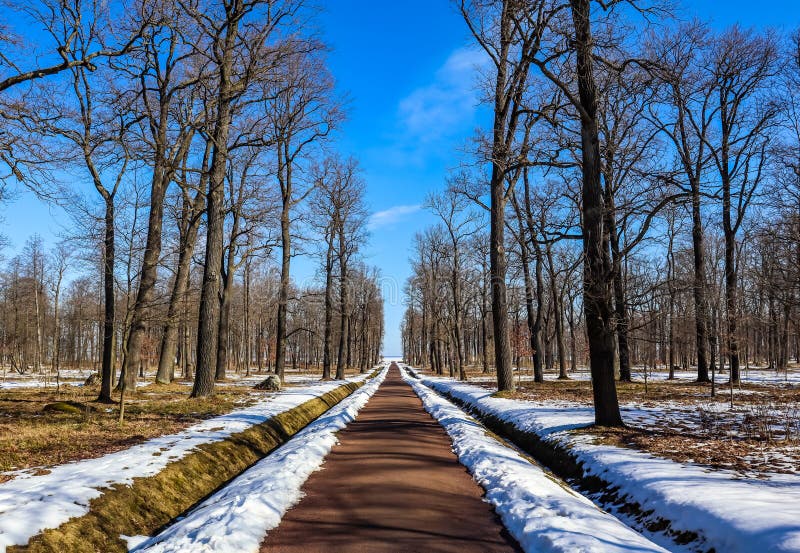 Road in the Spring Park among the Trees Stock Image - Image of spring ...