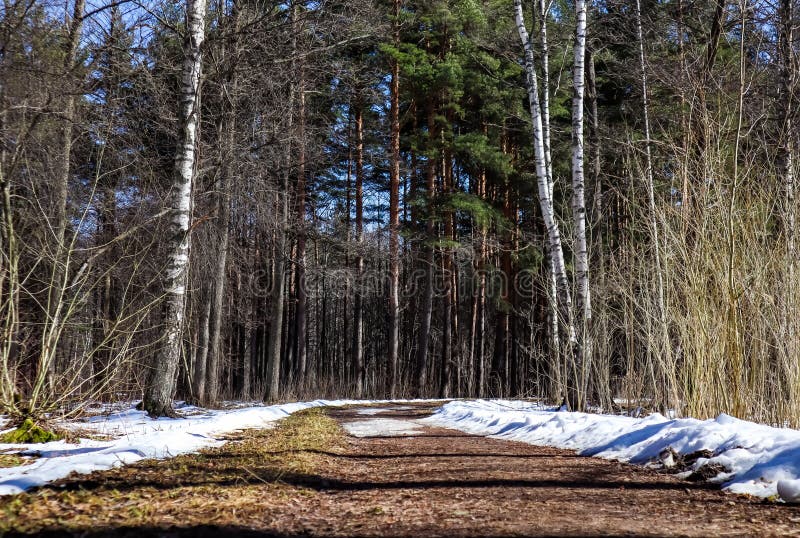 Road in the Spring Park among the Trees Stock Photo - Image of trees ...