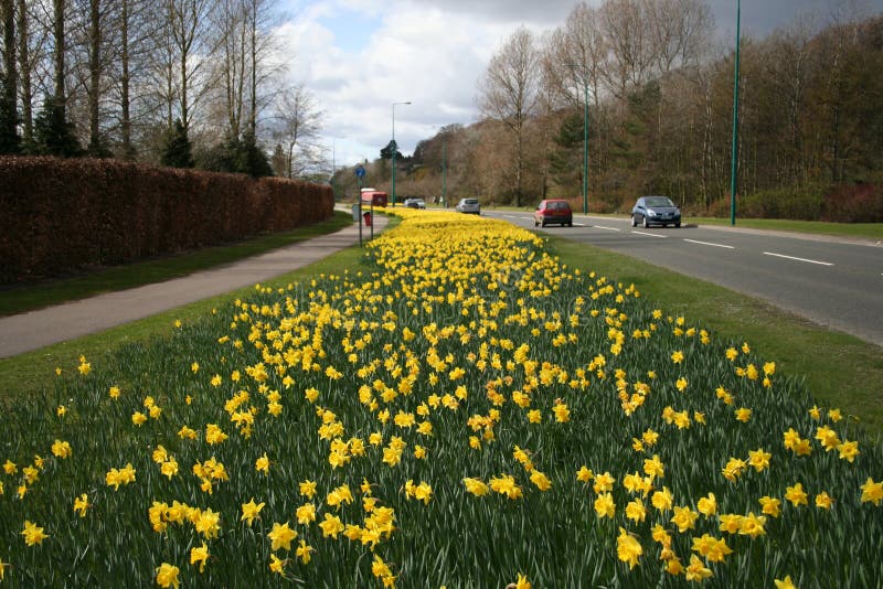 Road in Springtime stock image. Image of spring, daffodils - 1762071
