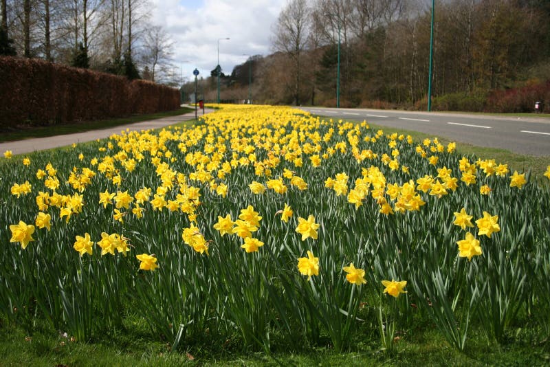 Road in Springtime stock photo. Image of lined, springtime - 690790