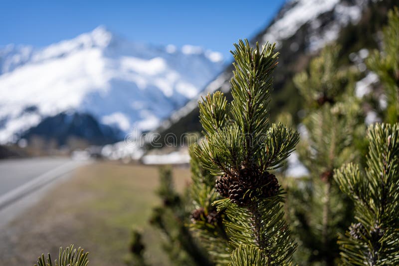 Road and Spruce Branches Against the Background of Austrian Mountains ...