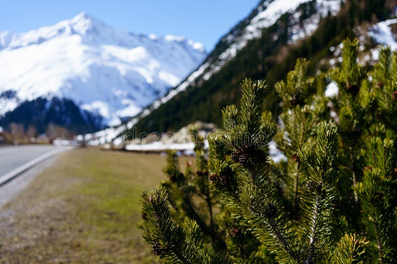 Road and Spruce Branches Against the Background of Austrian Mountains ...