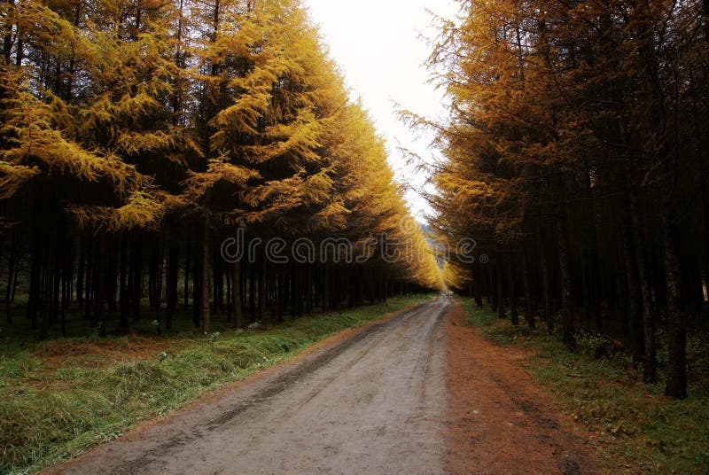 Road and Spruce Tree in Autumn Stock Photo - Image of fall, season ...