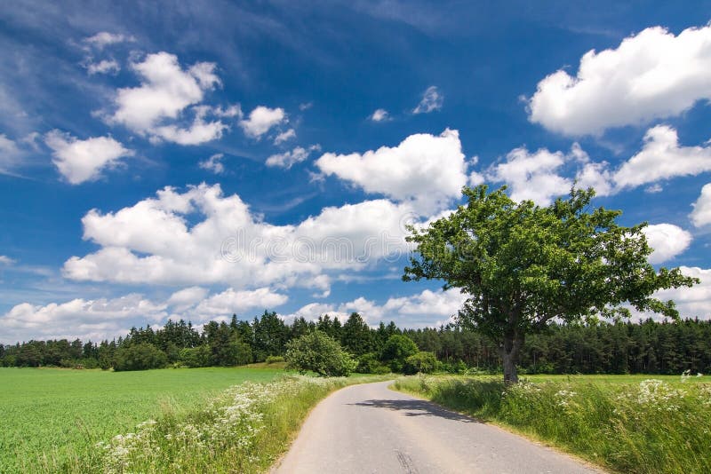 Road through the Summer Countryside Stock Image - Image of tree ...
