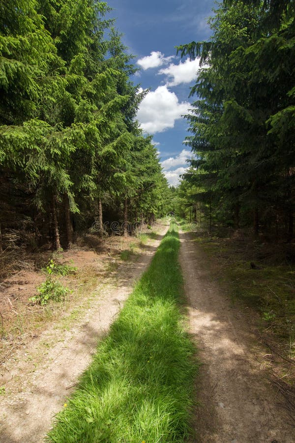 Road through the Summer Forest Stock Image - Image of trees, path: 31689211