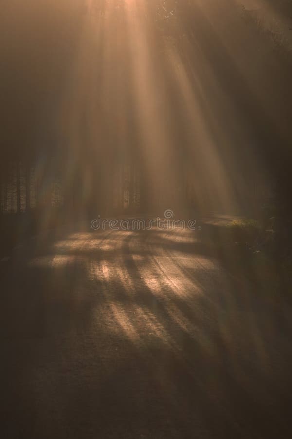Road stock photo. Image of trail, morning, curve, forest - 60725220