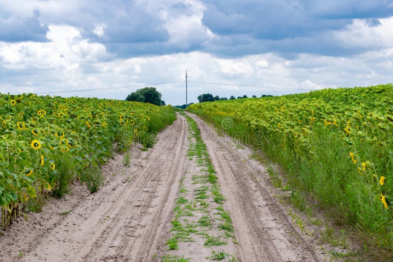 Road in sunflower field stock image. Image of rainy - 155378707