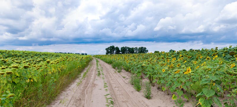 Road in sunflower field stock image. Image of outdoor - 155507205