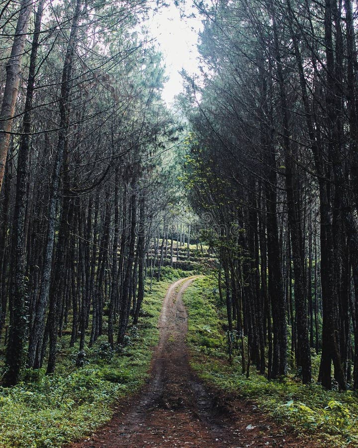 A Road Surrounded by Pine Trees Stock Image - Image of forest, pine ...