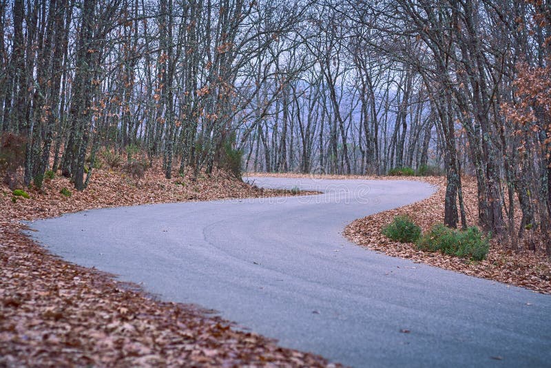 Road Surrounded by Trees in Autumn Stock Image - Image of park, dutch ...