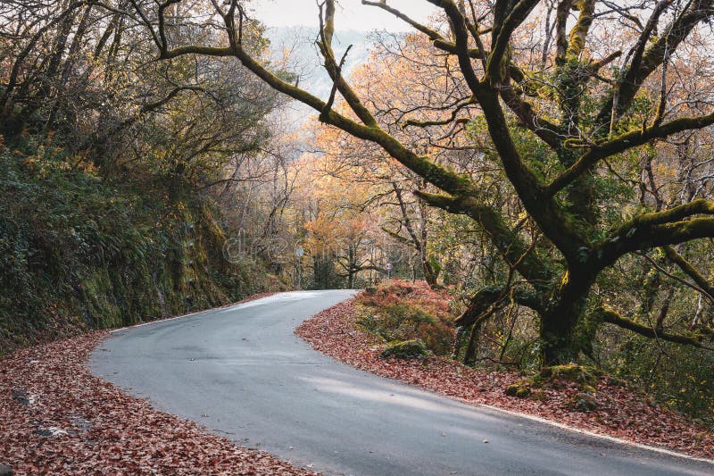 Road Surrounded by Trees in the Forest Captured in the Autumn Stock ...