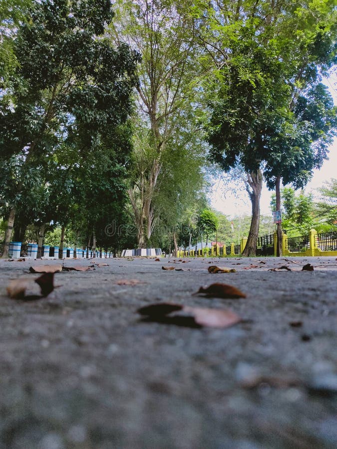A road surrounded by trees stock photo. Image of tree - 261982618