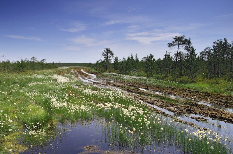 Impassable Swamp in the Siberian Taiga Stock Photo - Image of bumps ...
