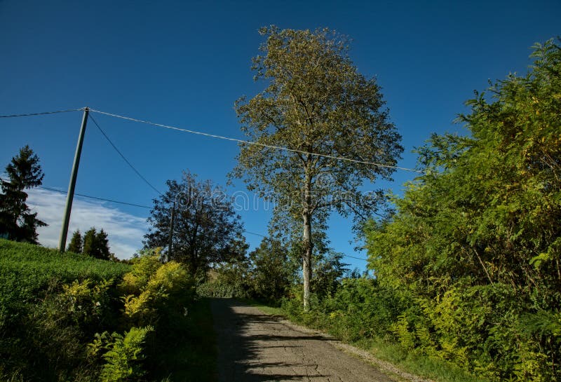 A Road with a Tall Tree at the Edge of it with a Clear Sky As ...