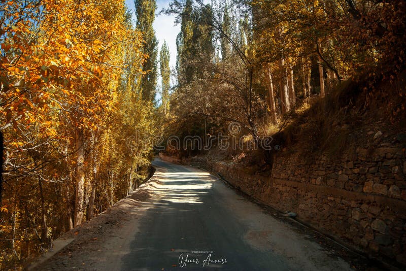 Road with Tall Trees on the Side Stock Image - Image of view, forest ...