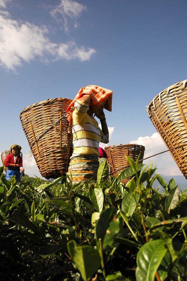 Road of tea stock photo. Image of cologne, quality, basket - 7047108