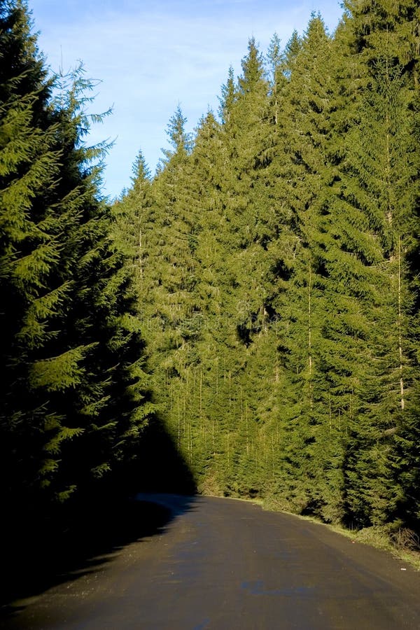 Road through a Thick Forest Stock Image - Image of paved, rural: 1927581