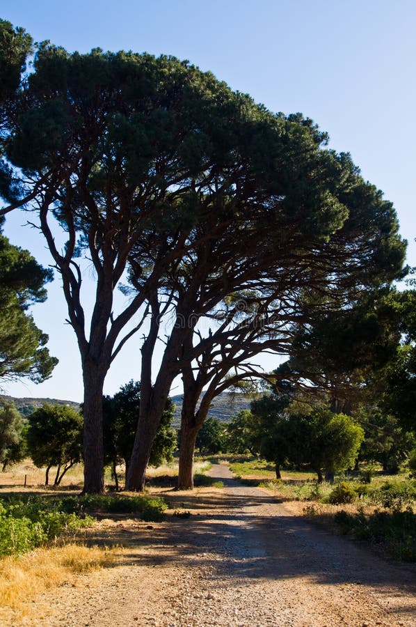 A Road Thru the Land of Arcadi Monastery Stock Photo - Image of fields ...