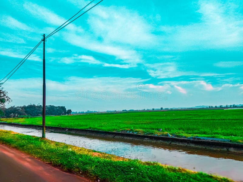 The Road To the Beach Surrounded by Rice Fields Stock Image - Image of ...