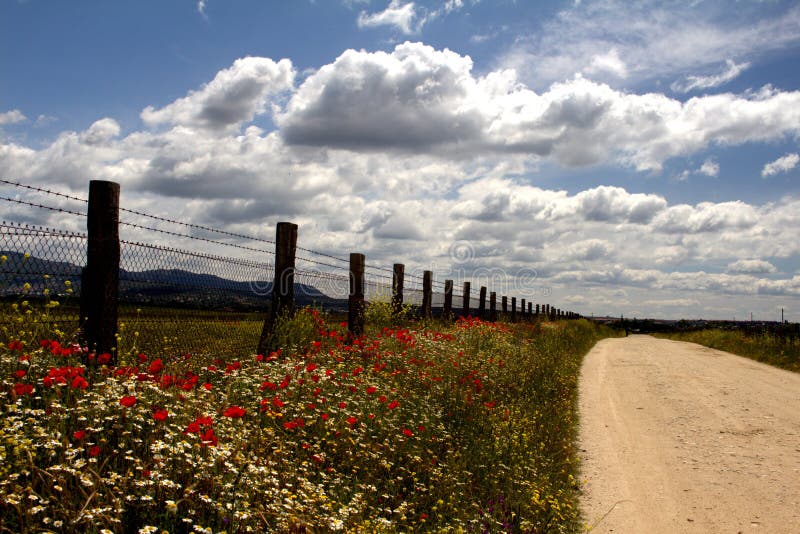 Path stock image. Image of plain, path, wildflower, campo - 100361205